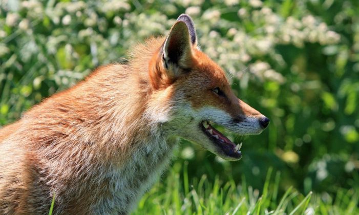 Gdzie żyje lis pospolity?